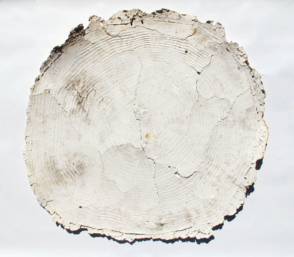 anne_beck_All_The_Kings_Horses – Works / San José